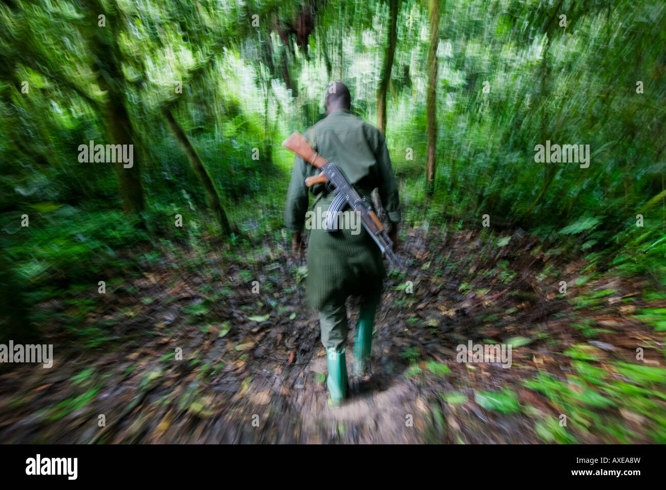 Africa Uganda Bwindi Impenetrable National Park Guard carrying AK 47 ...
