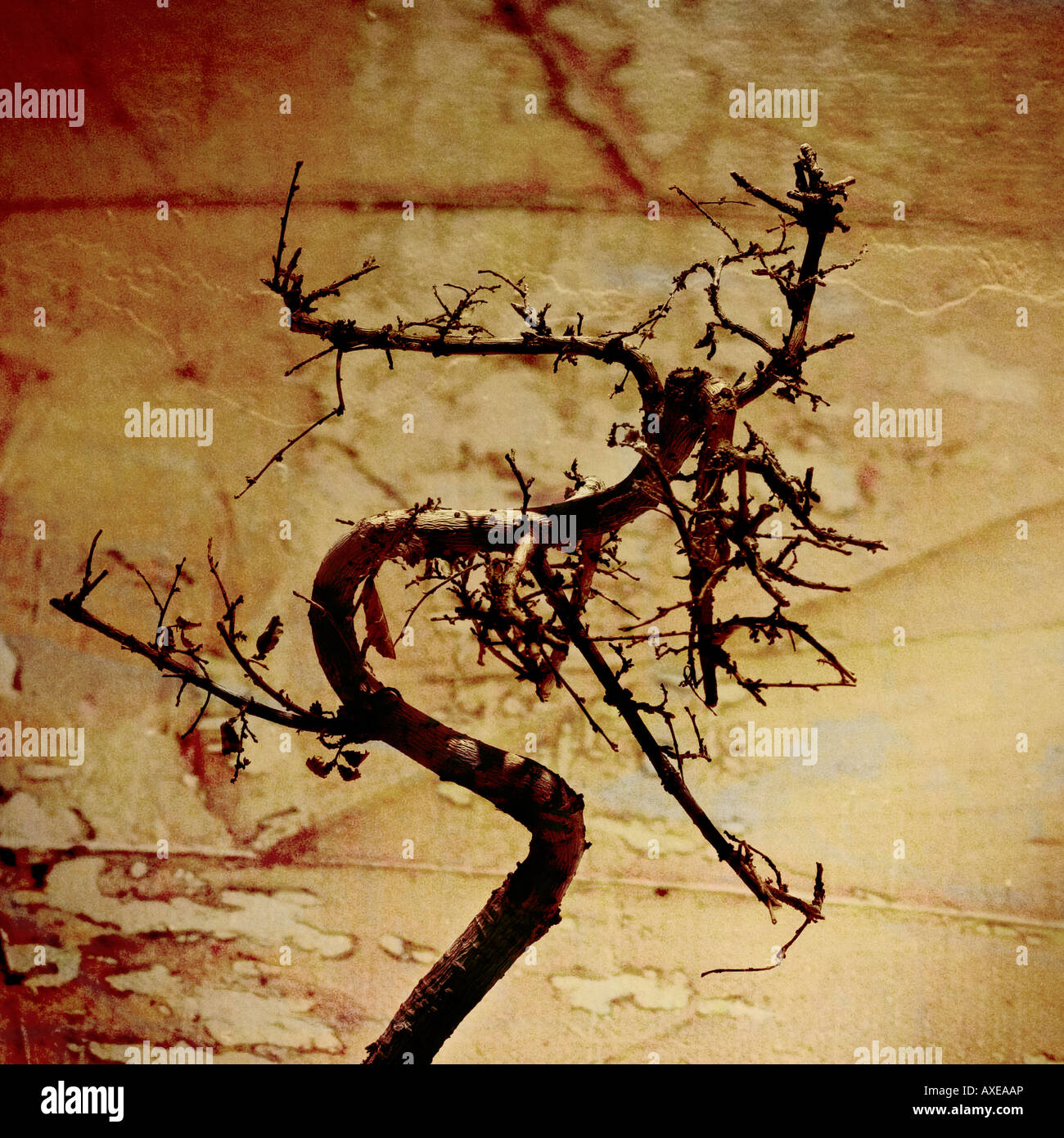 Bonsai tree shadow hi-res stock photography and images - Alamy