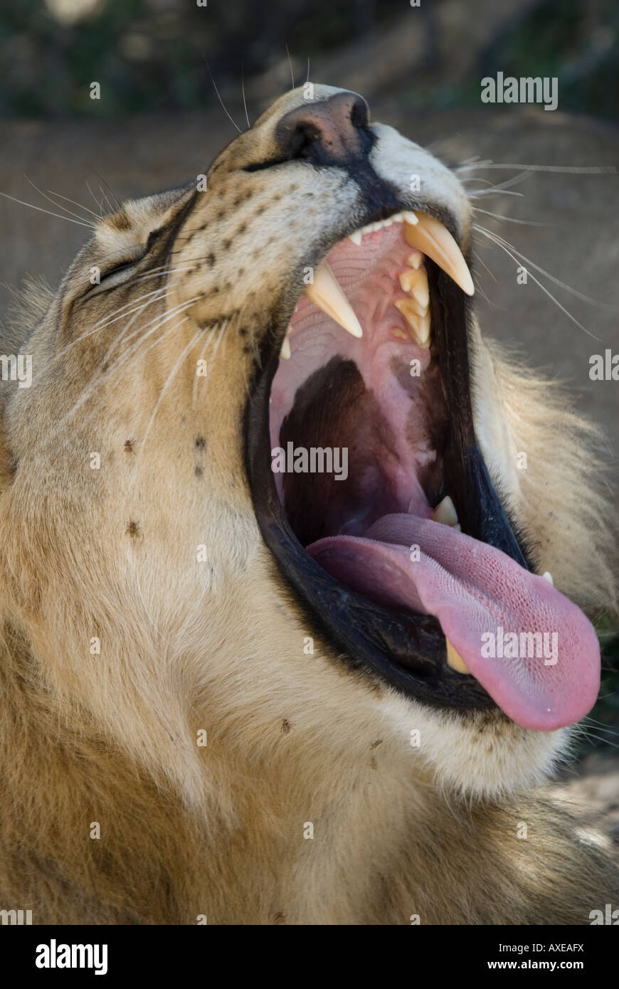 Africa male lion relaxing in hi-res stock photography and images - Alamy