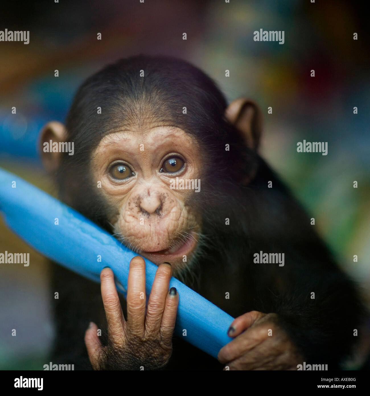 Chimpanzee Portrait Human High Resolution Stock Photography and Images ...