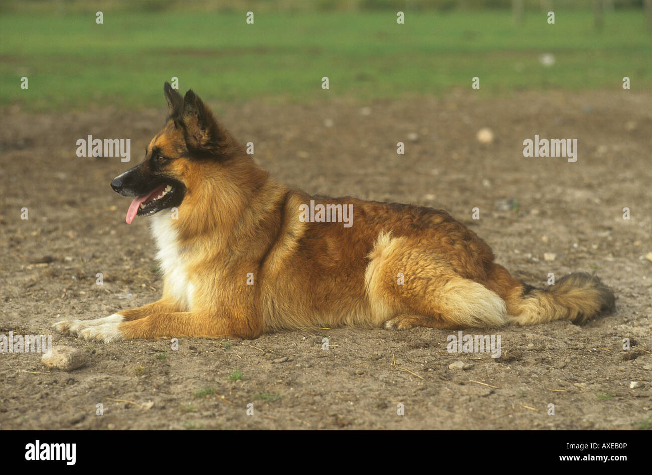 Old german herding dog hi-res stock photography and images - Alamy