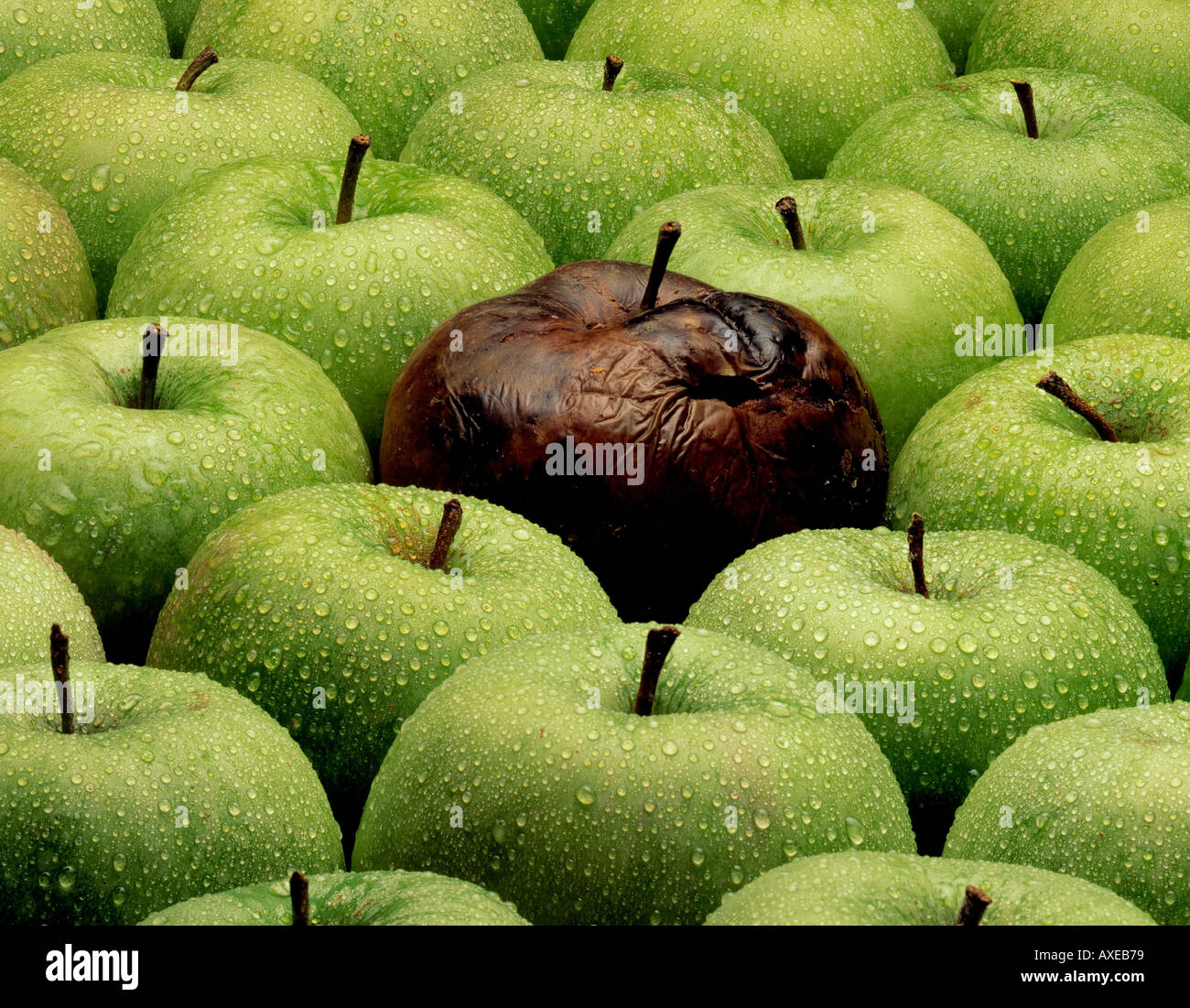 Green apples with one rotten one Stock Photo - Alamy