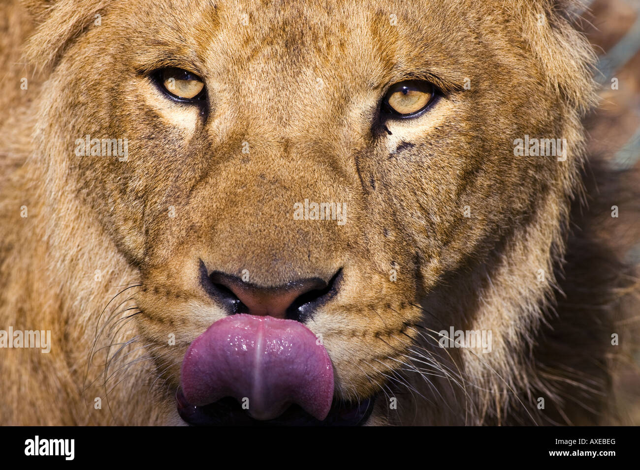 close up lioness licking lips Stock Photo - Alamy