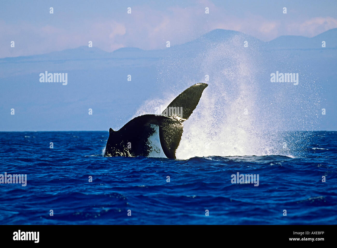 humpback whale peduncle throw Megaptera novaeangliae Hawaii Pacific ...
