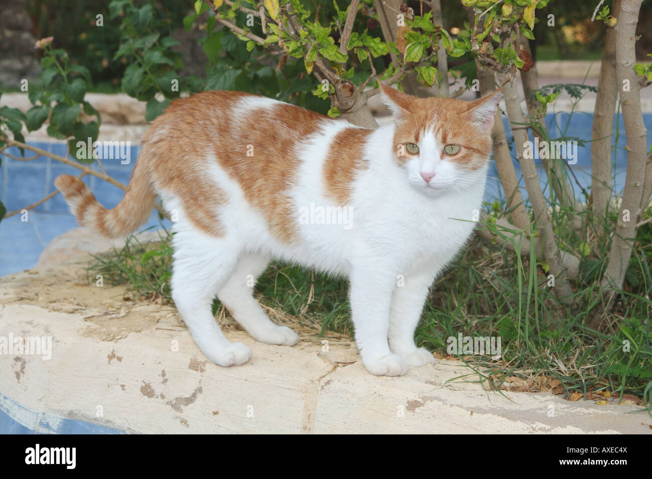 domestic cat - standing Stock Photo - Alamy