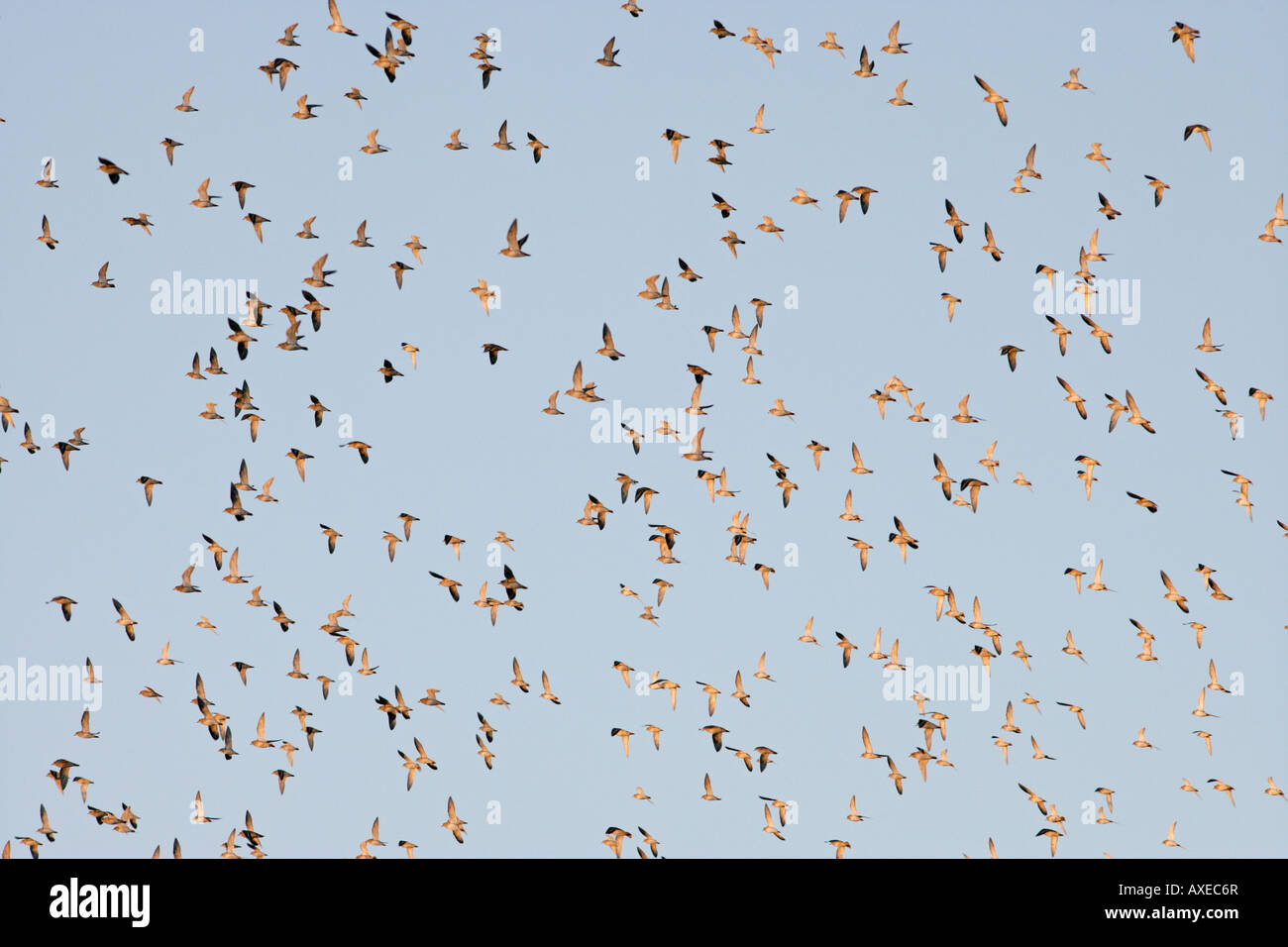 Golden plover Pluvialis apricaria flock Bedfordshire Stock Photo - Alamy
