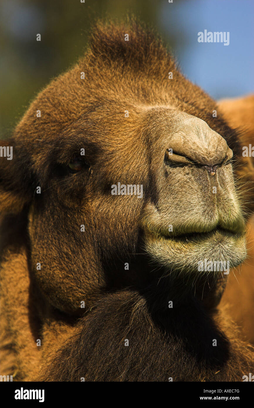Hump of camel hi-res stock photography and images - Alamy