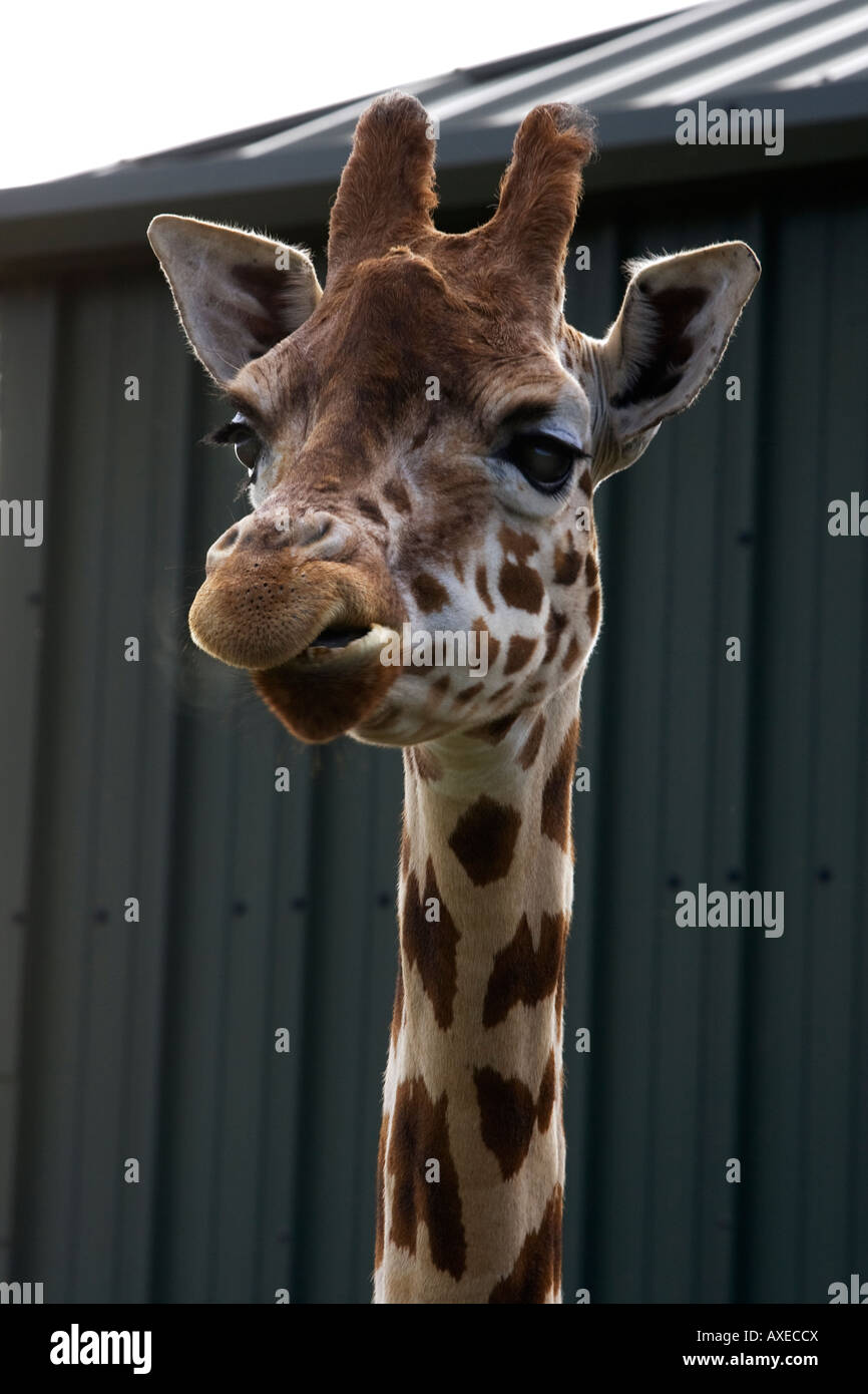 giraffe head shot Stock Photo - Alamy