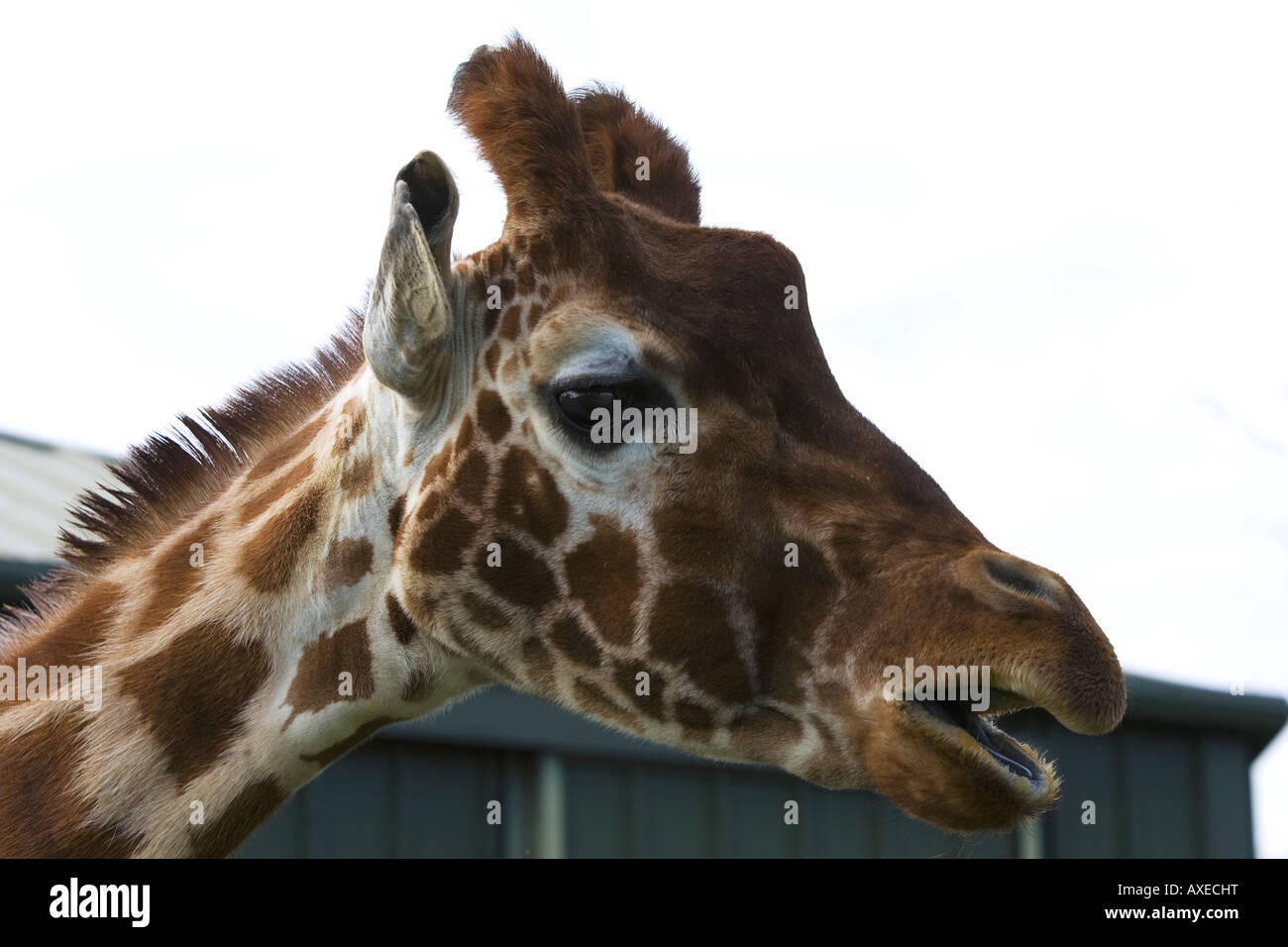giraffe head shot Stock Photo - Alamy
