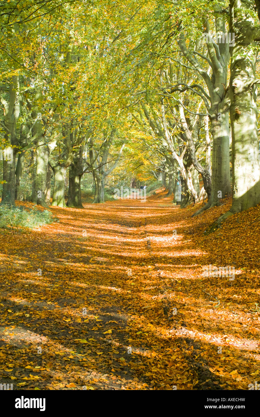 Moushold hi-res stock photography and images - Alamy