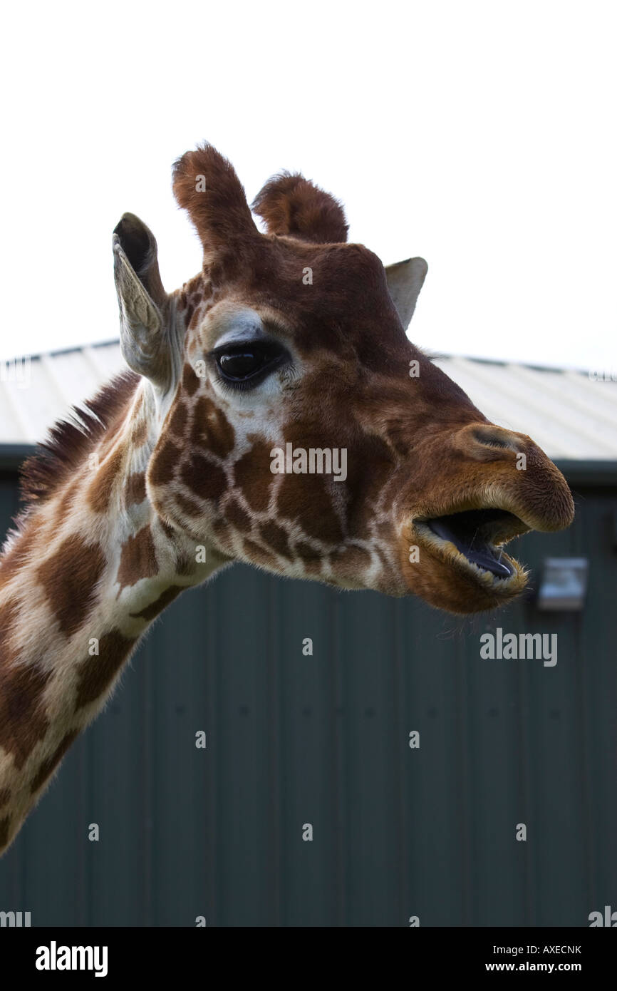 giraffe head shot Stock Photo - Alamy