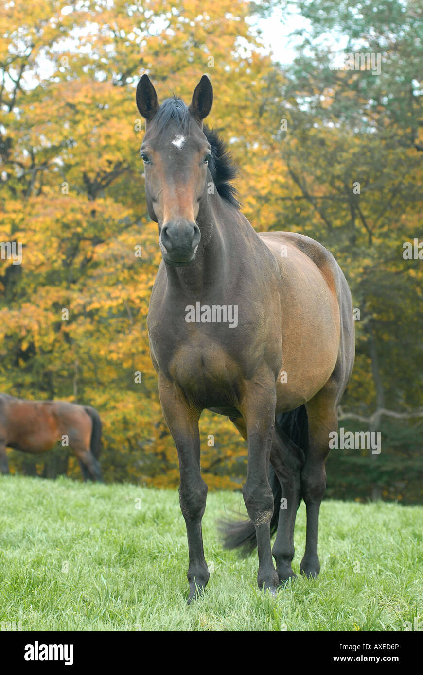Trakehners hi-res stock photography and images - Alamy