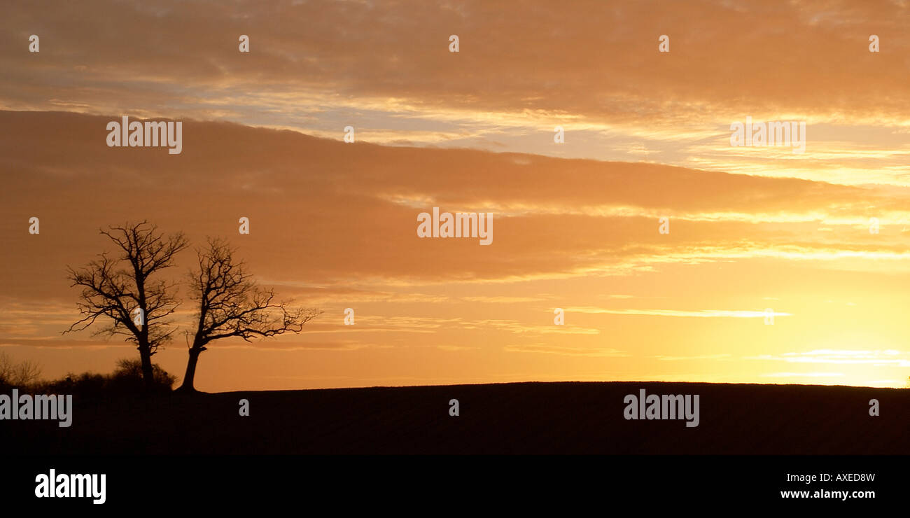 Silhouette of two trees in an orange sunset Stock Photo - Alamy