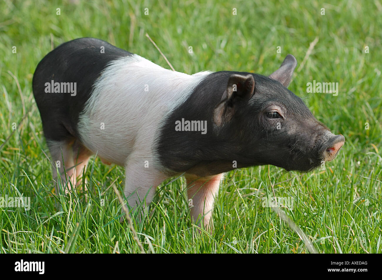 Pig standing hi-res stock photography and images - Alamy