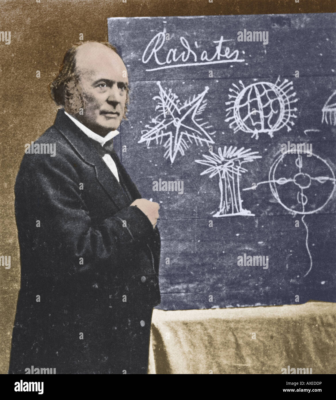 Louis agassiz hi-res stock photography and images - Alamy