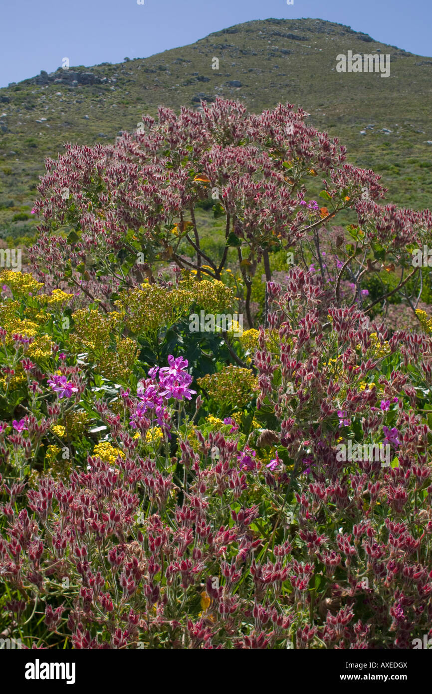 South Africa Table Mountain National Park Wildflowers bloom on fynbos ... South Africa Table Mountain National Park Wildflowers bloom on fynbos ...