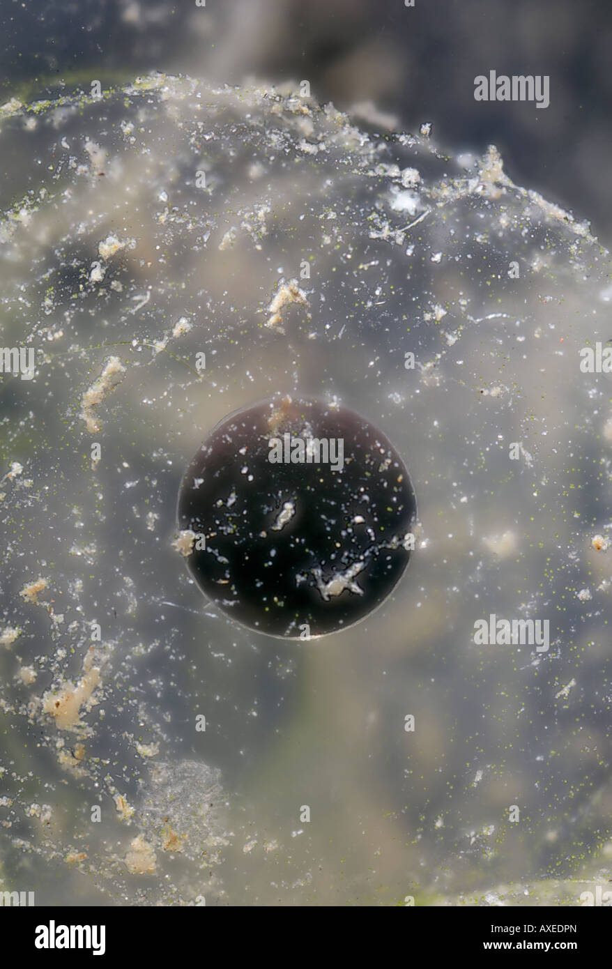 Frog spawn Rana temporaria fresh common frog 1 x at 35mm black ...