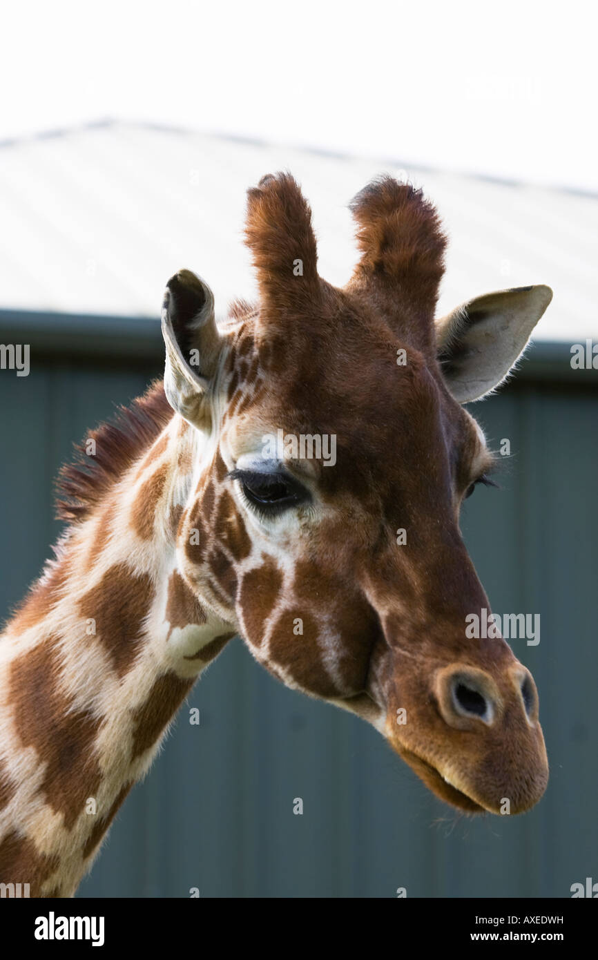 giraffe head shot Stock Photo - Alamy