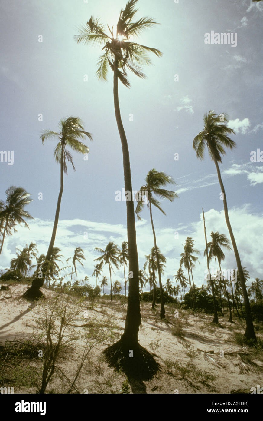 Africa Kenya Lamu Island Coconut palms Stock Photo - Alamy
