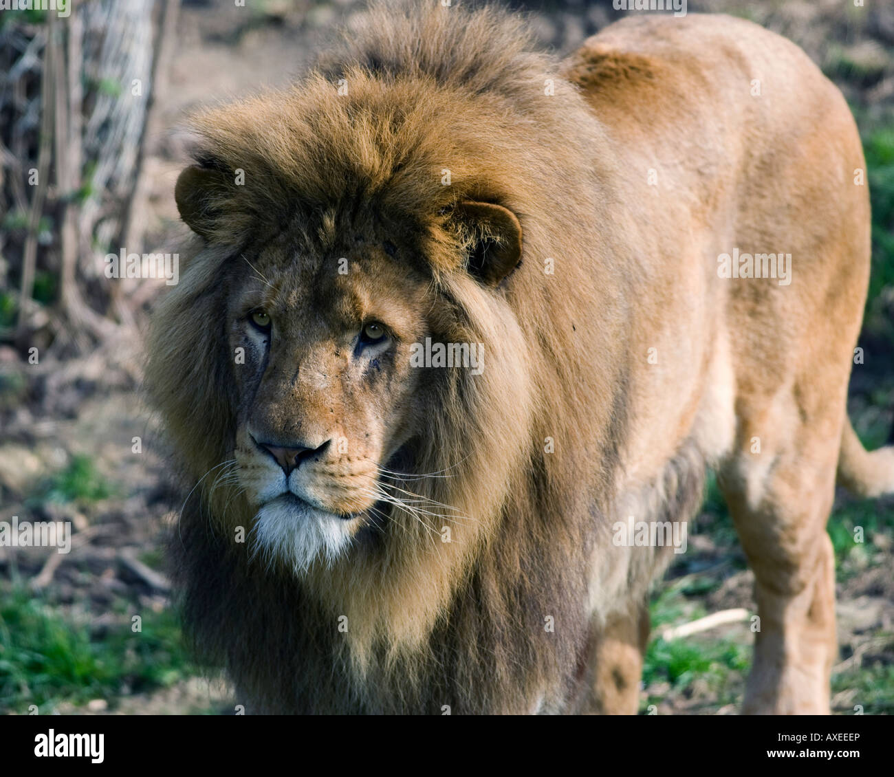 male lion watching females Stock Photo - Alamy