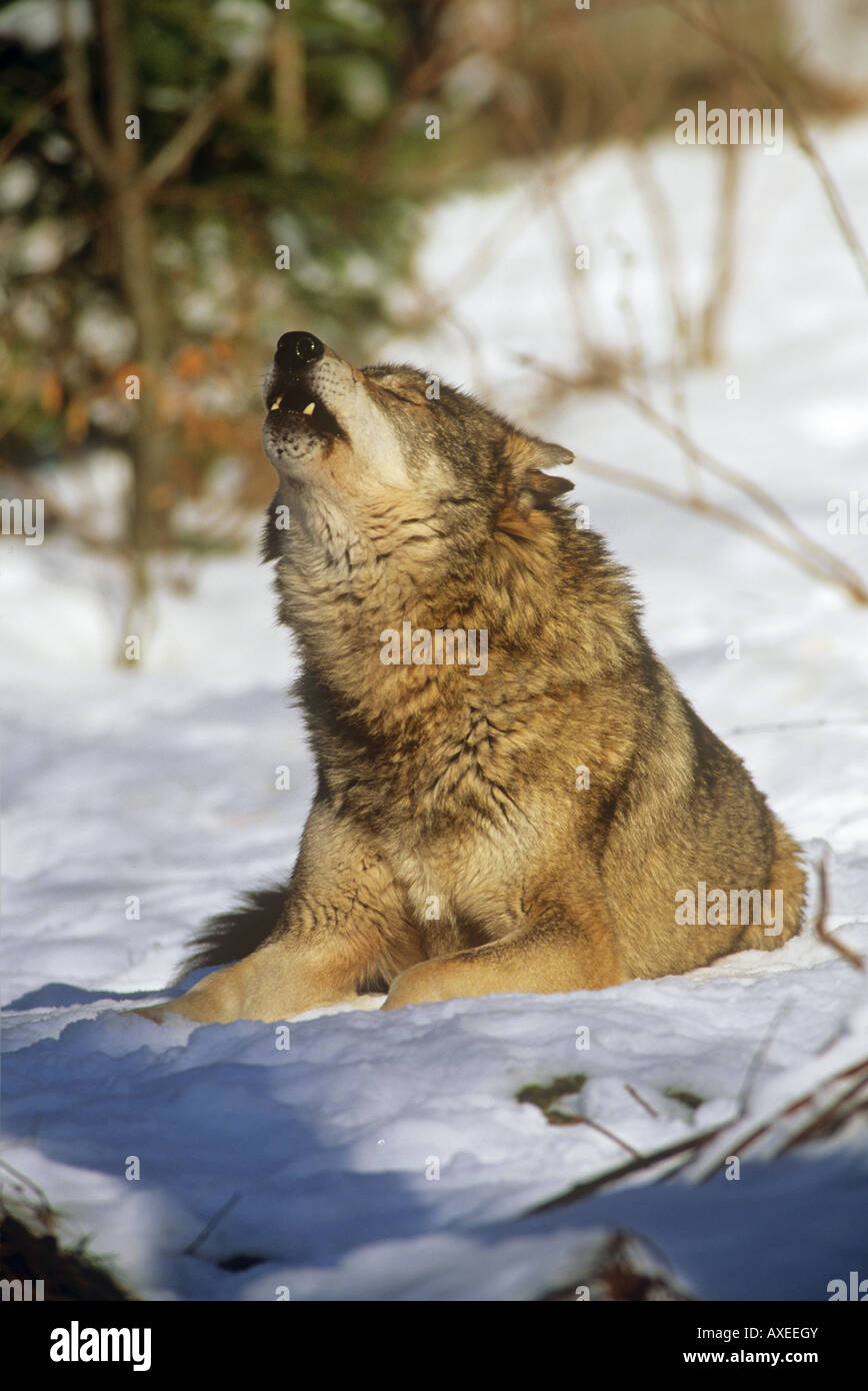 Howling hi-res stock photography and images - Alamy