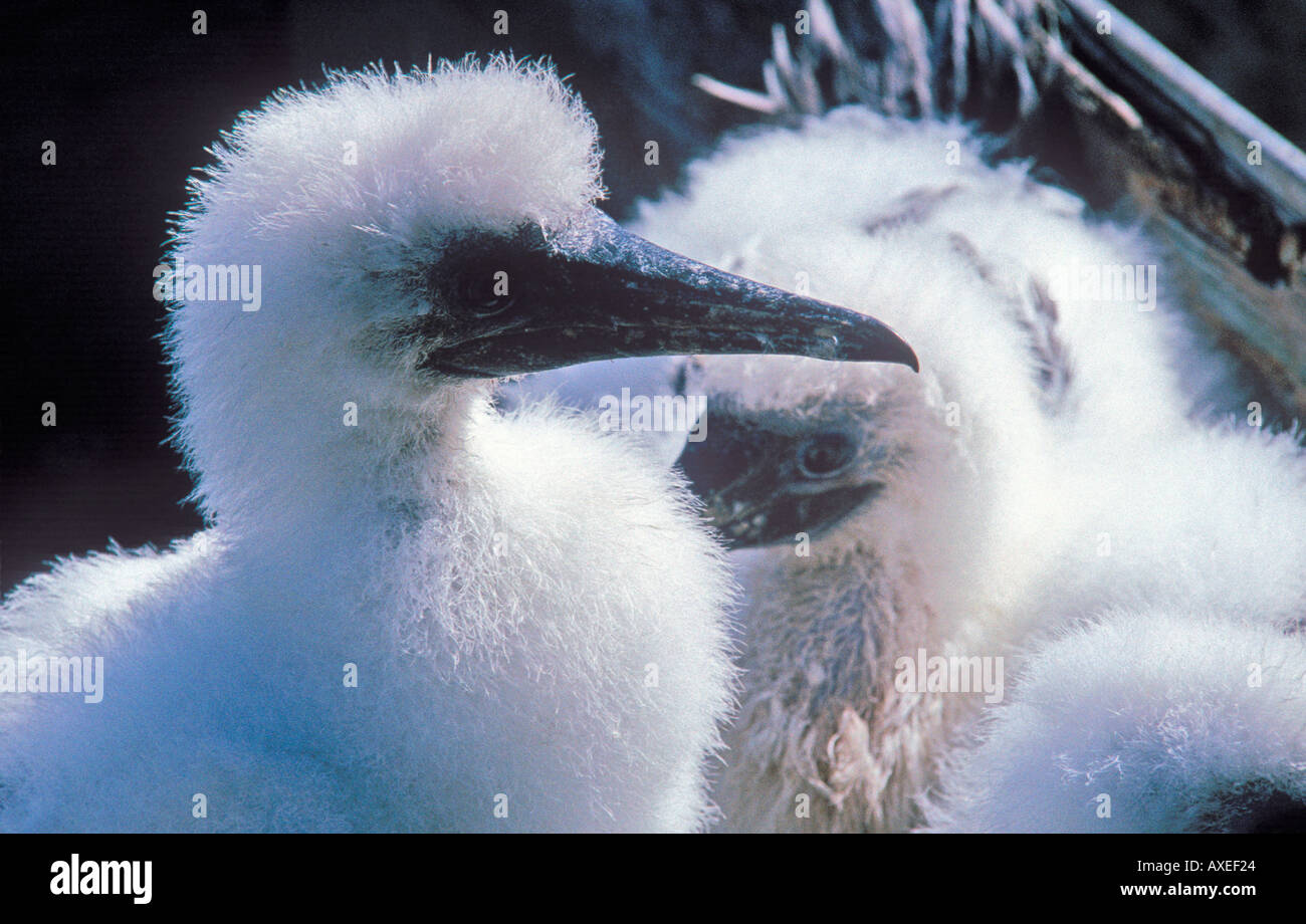 baby booby birds Stock Photo - Alamy