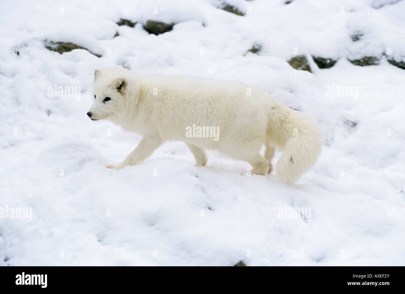 Arctic foxes snow hi-res stock photography and images - Alamy