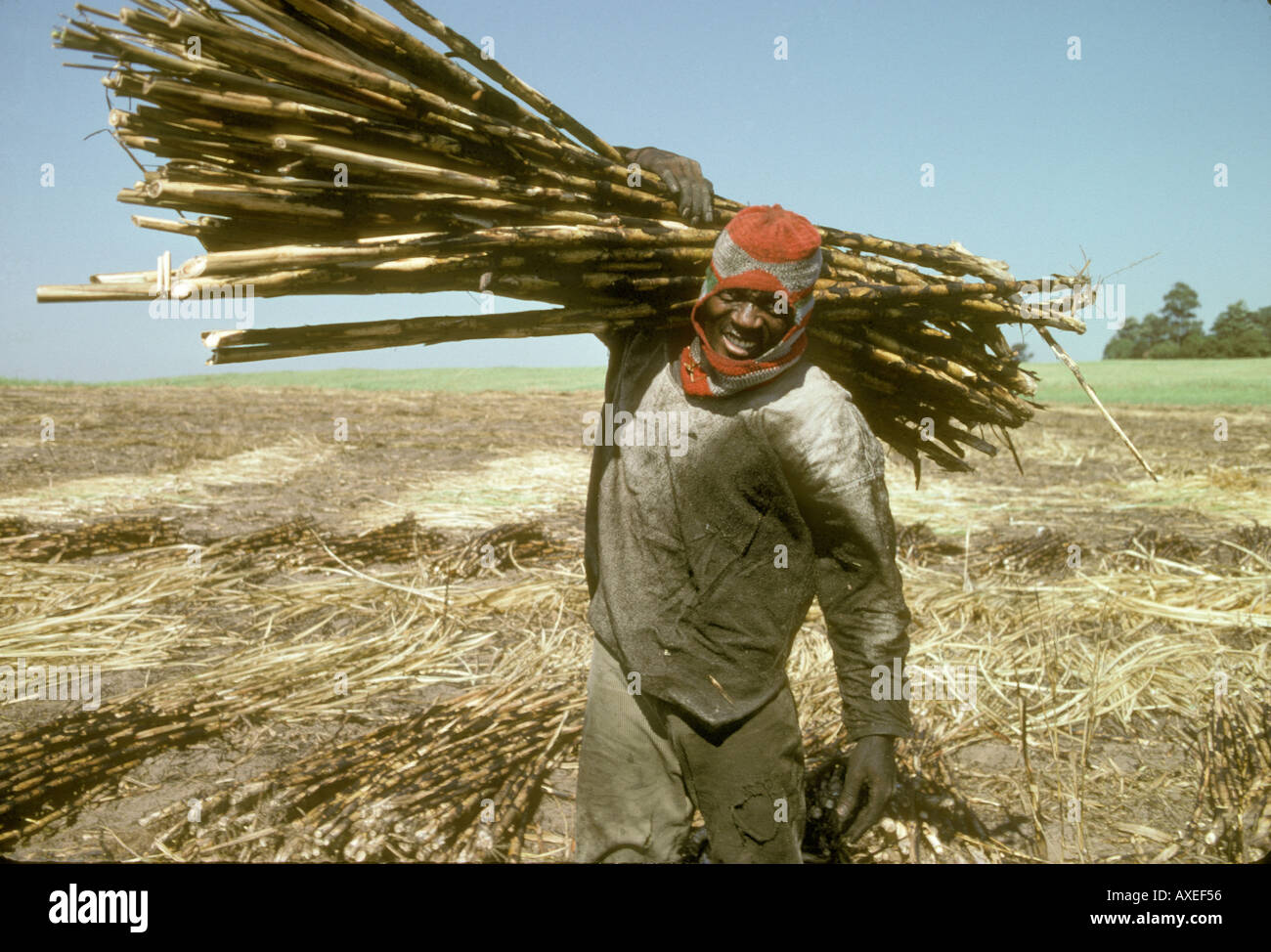 Africa South Africa Sugar cane worker Stock Photo - Alamy
