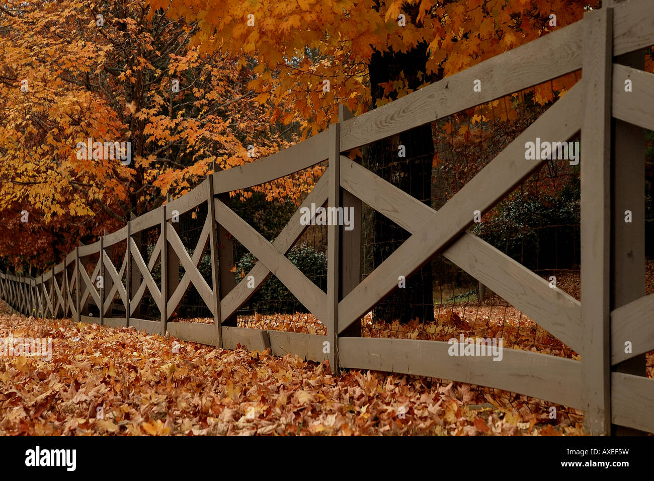 Warm and rich colors of Autumn bestow a fence as Maple trees heed to ...