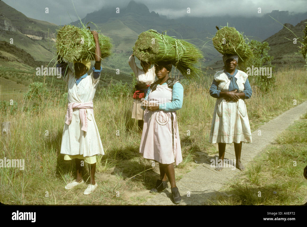 Africa South Africa Women carry roofing thatch Stock Photo - Alamy