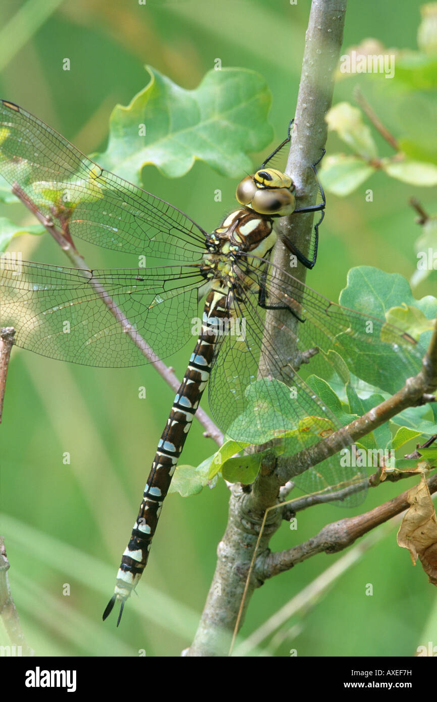 Southern Hawker Dragonfly (Aeshna cyanea Stock Photo - Alamy