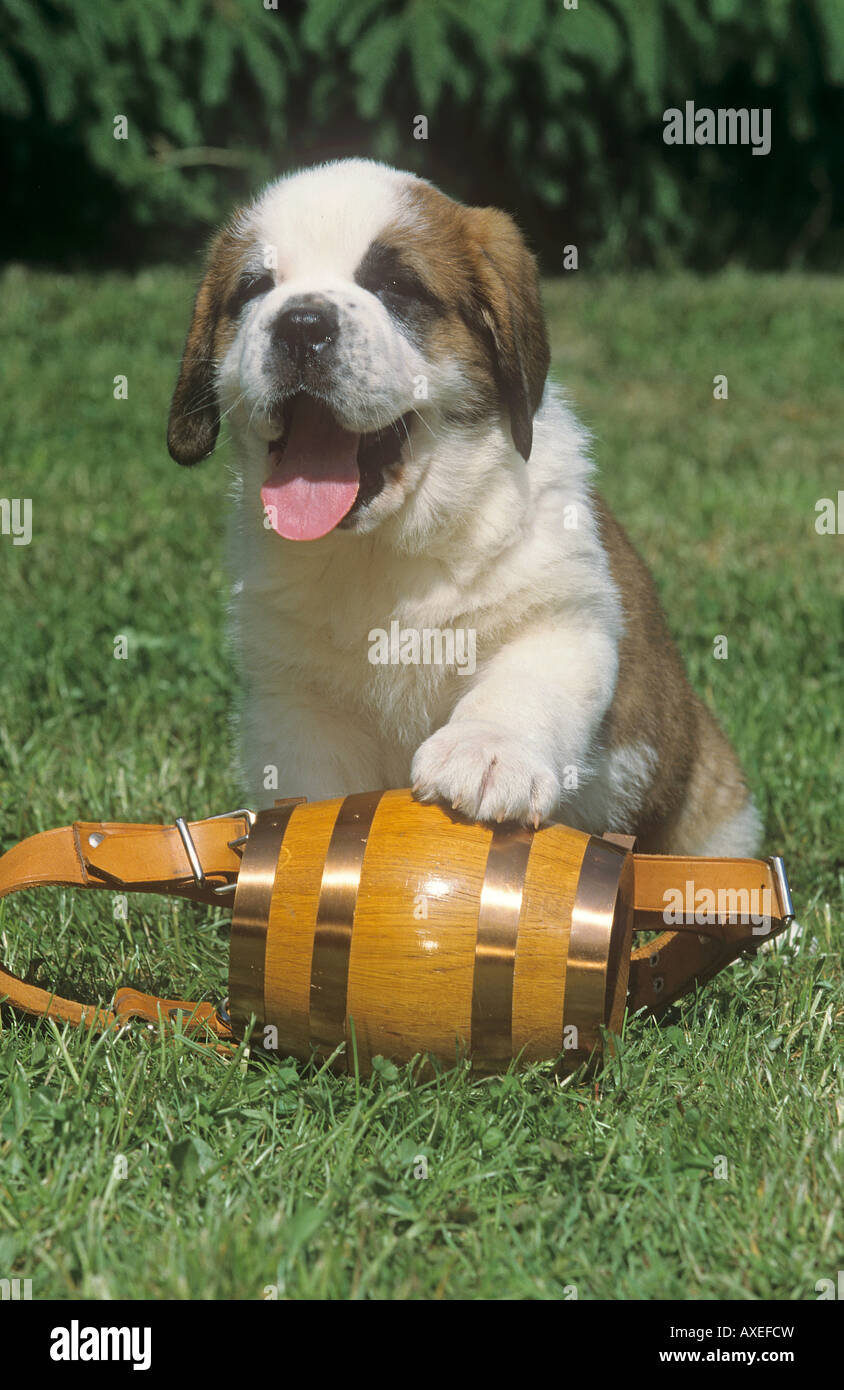 St. Bernard Dog. Puppy with a small rum barrel on a meadow Stock Photo ...