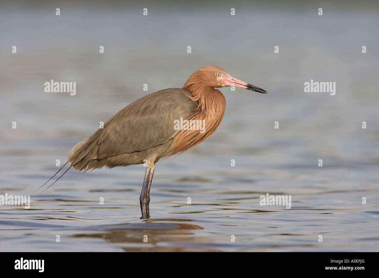 Reddish Egret (Egretta rufescens Stock Photo - Alamy
