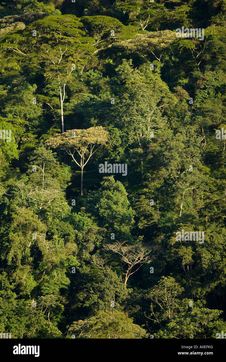 Uganda forest aerial hi-res stock photography and images - Alamy