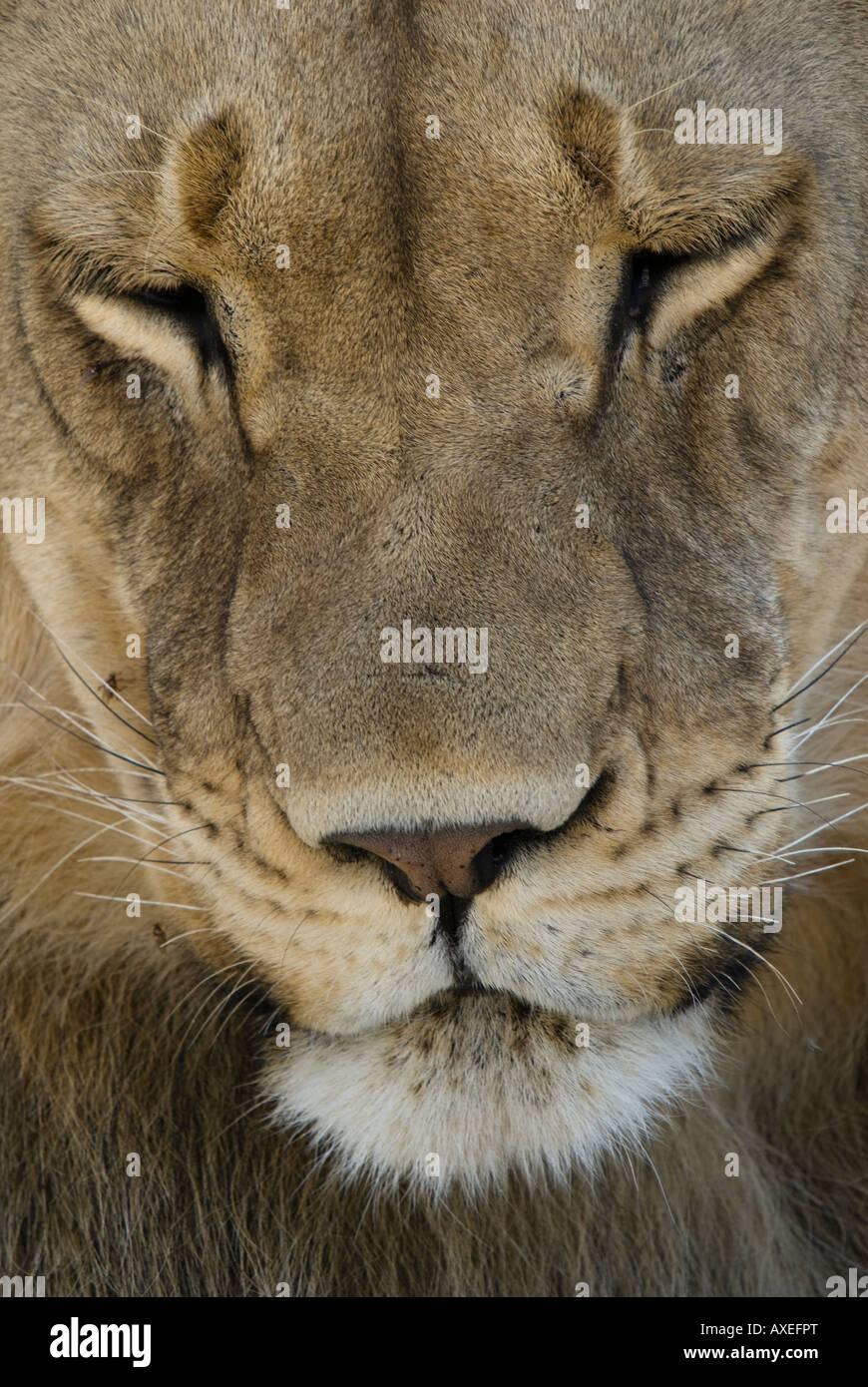 A close crop portrait of a male lion in the Kalahari Stock Photo - Alamy