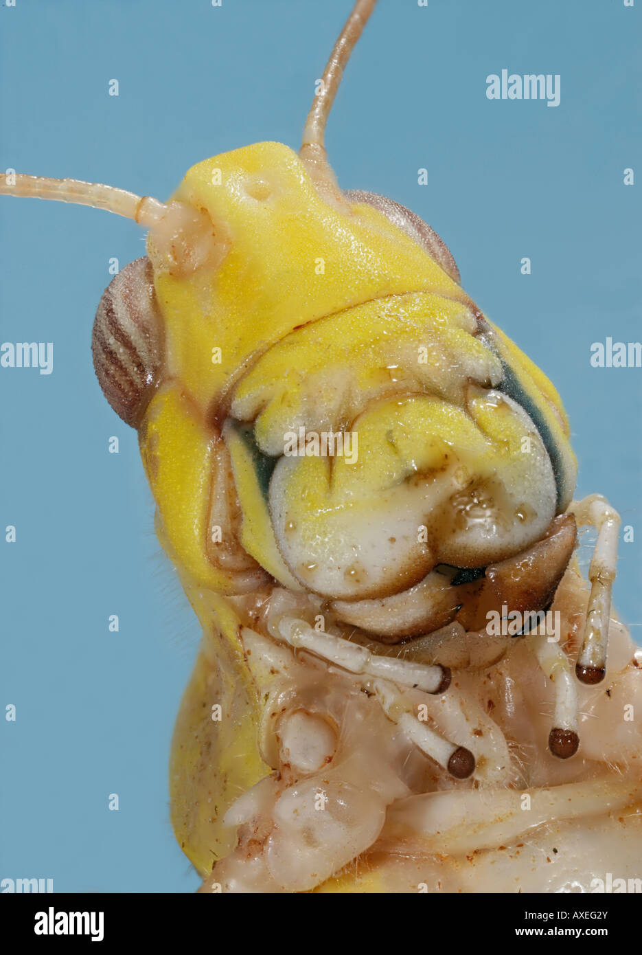 Locust close up of head under view Stock Photo - Alamy