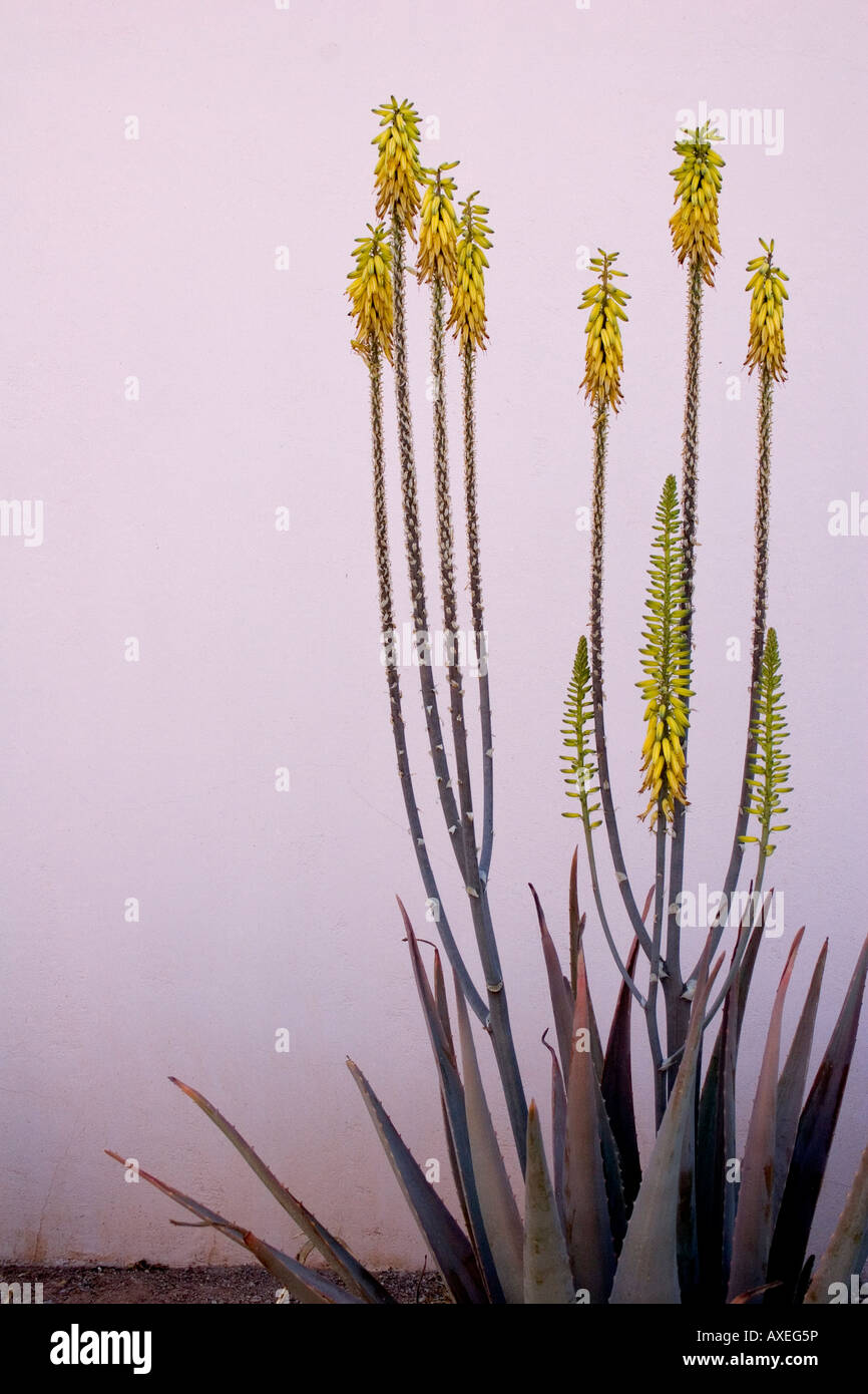 Agave plant with yellow flowers in front of pink wall Stock Photo - Alamy