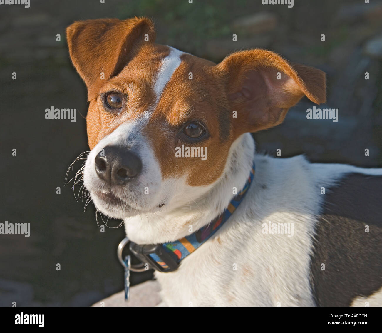 Dog Jack Russell portrait Stock Photo - Alamy