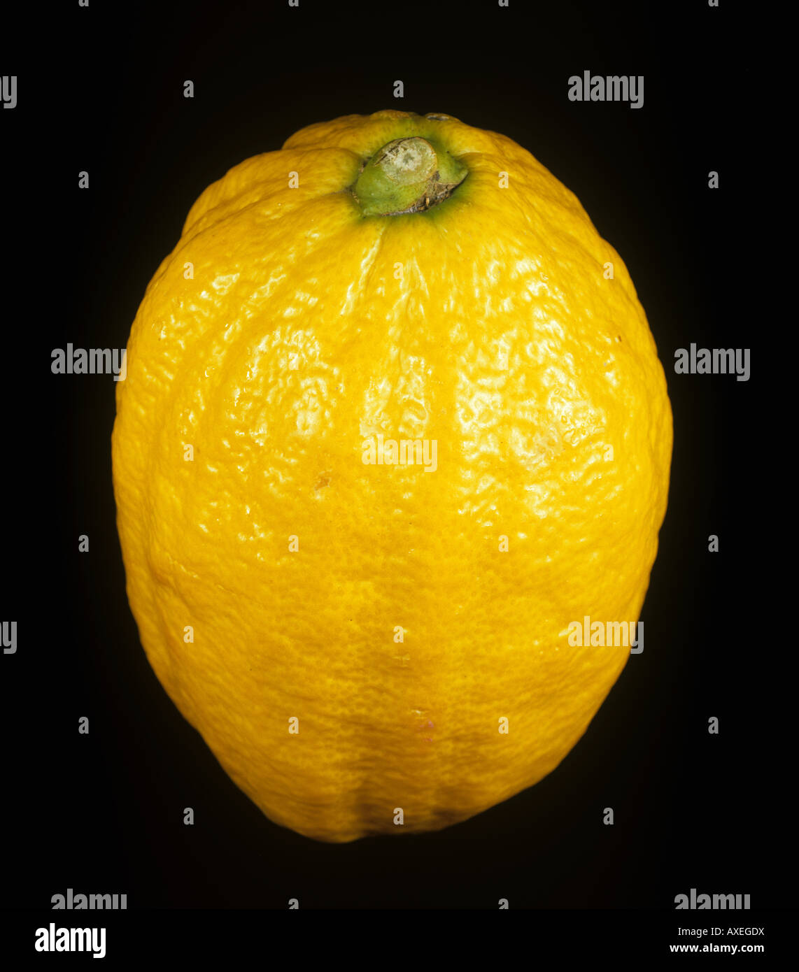 Citrus medica hi-res stock photography and images - Alamy