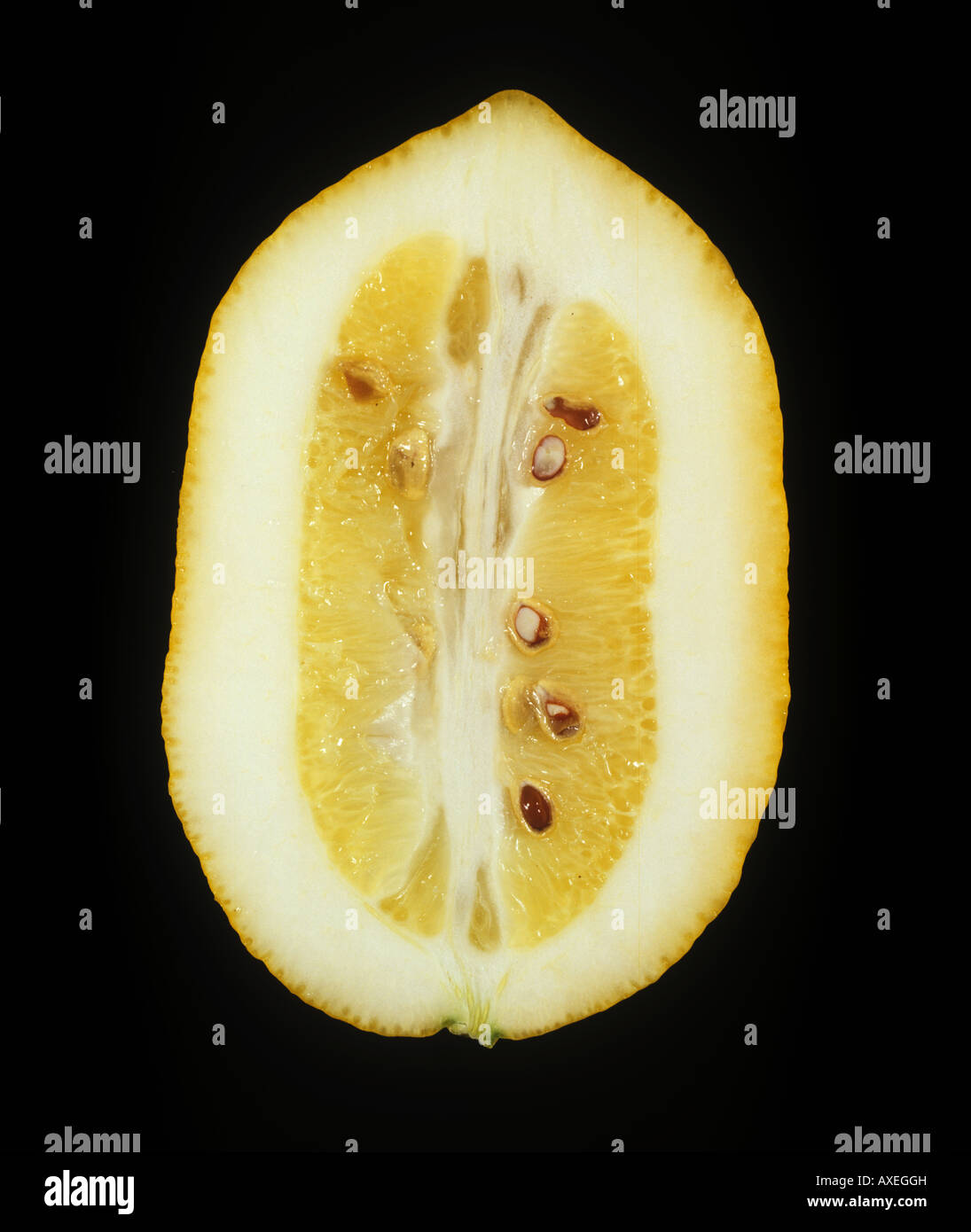Citron citrus medica hi-res stock photography and images - Alamy