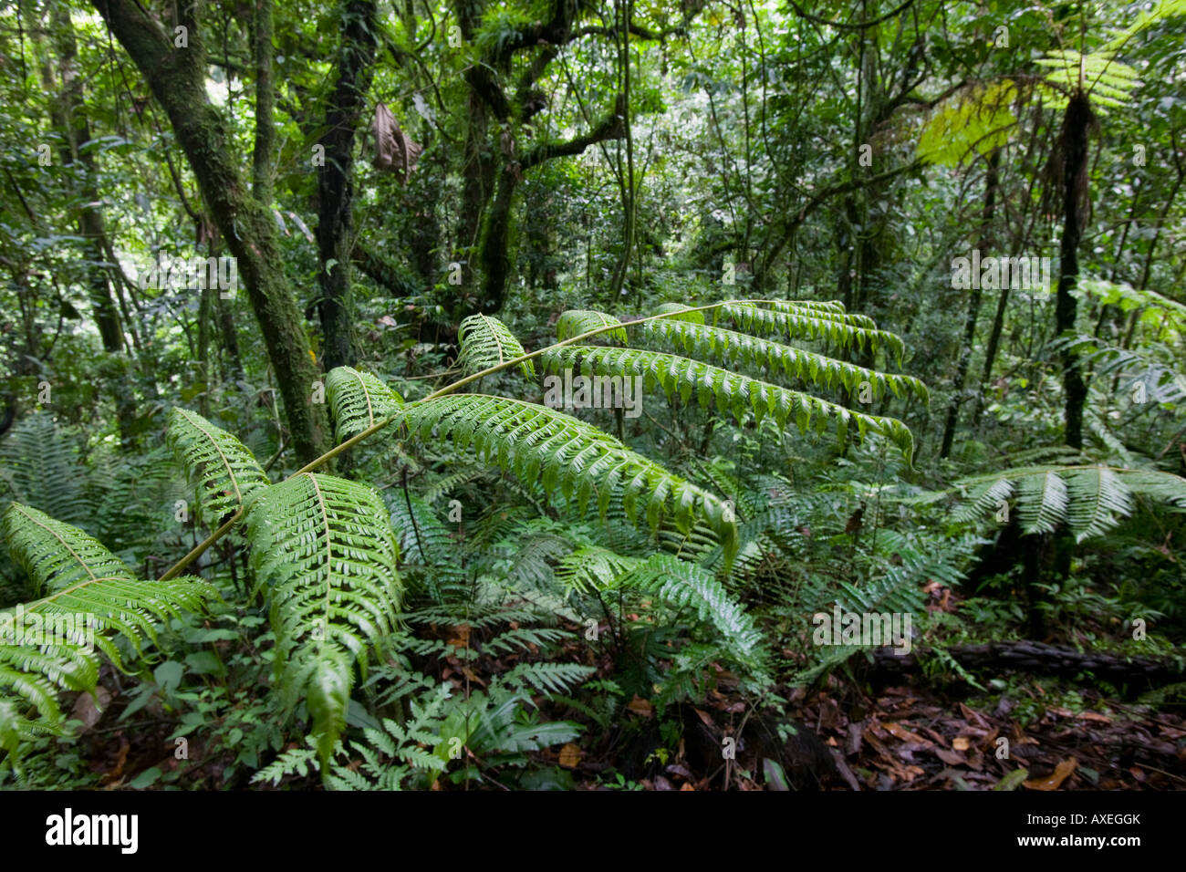 Uganda forest aerial hi-res stock photography and images - Alamy