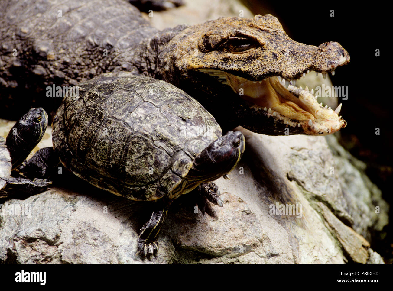 Two turtles and a small alligator lay on a rock and bask in the sun at ...