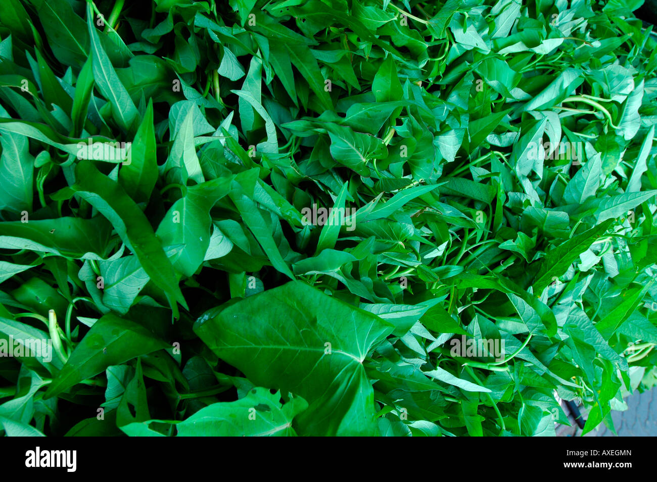 Kankun leaves hi-res stock photography and images - Alamy