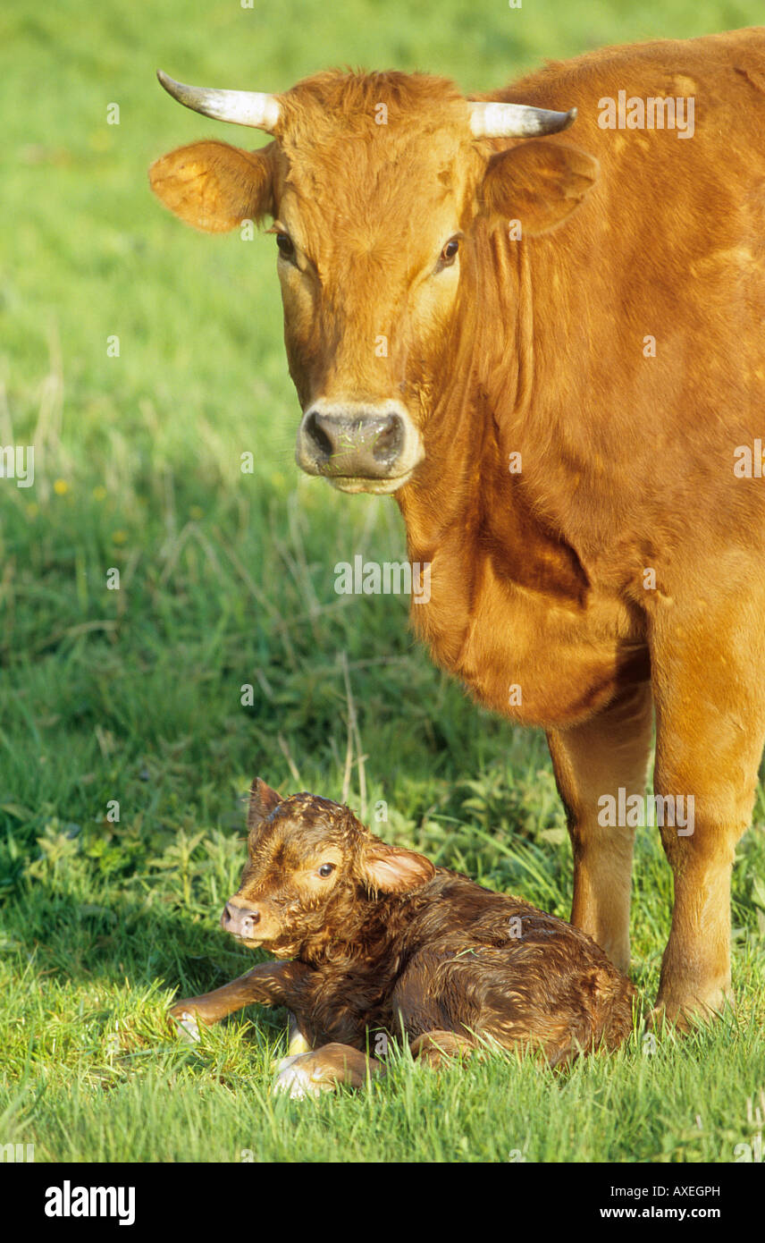 Cow with cub hi-res stock photography and images - Alamy