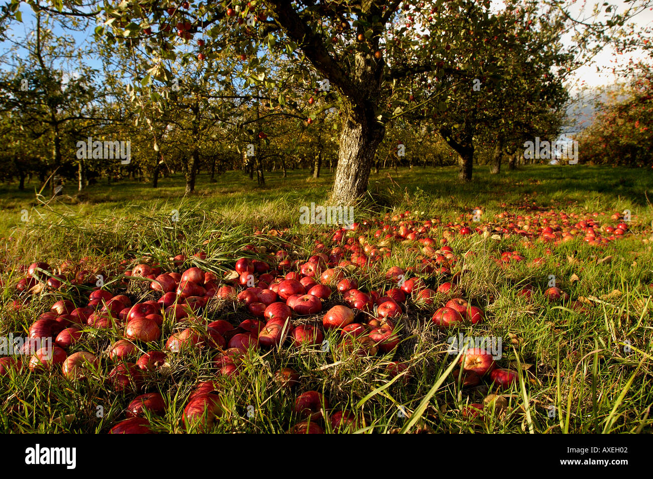 Ripe cider apples on the ground in Stewley Orchard near Taunton ...