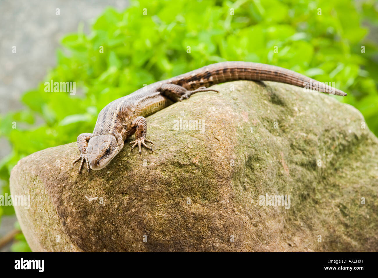 Common Lizard Lacerta vivipara side view Stock Photo - Alamy