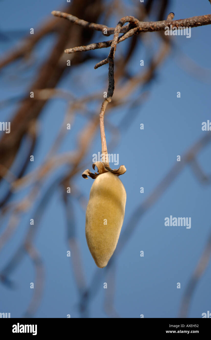 Baobab tree Adansonia sp seed pod Botswana Stock Photo - Alamy