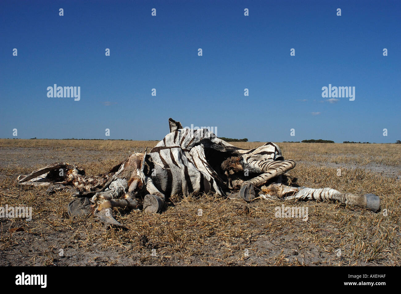 Zebra Equus quagga carcass Nxai Pan Botswana Stock Photo - Alamy