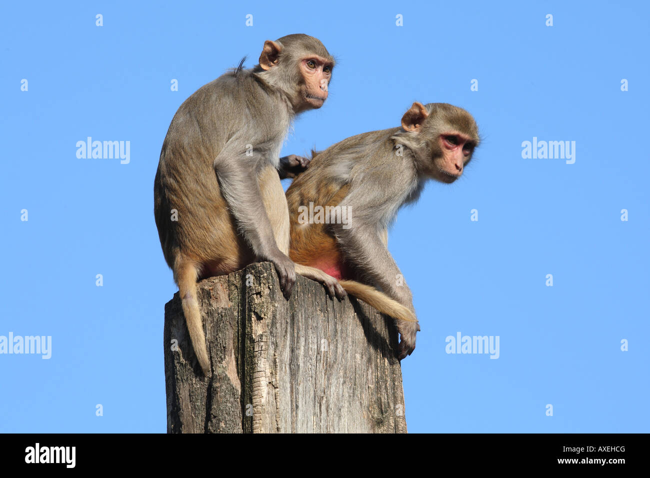 Two rhesus macaque monkeys hi-res stock photography and images - Alamy