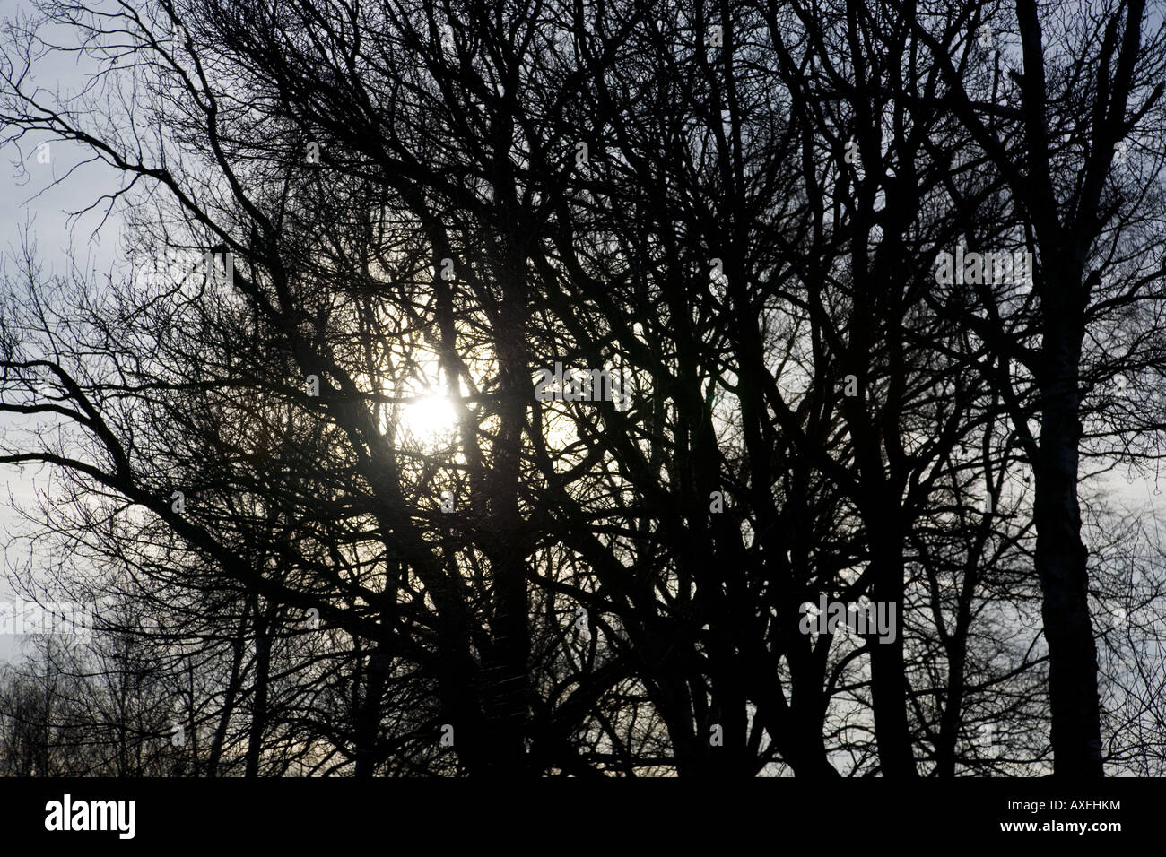 Dark forest with light shining through hi-res stock photography and ...
